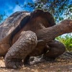 Meet the Oldest Living Creatures on Earth Today - A-Z Animals Slideshows