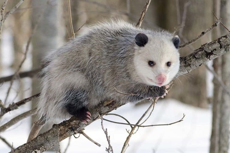 Possum Animal Facts - Phalangeriforme - A-Z Animals
