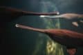 Paddlefish Fish Facts - A-Z Animals