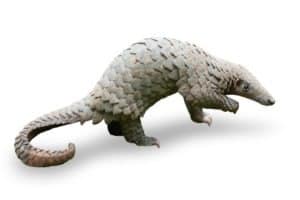 Pangolin Animal Facts - A-Z Animals