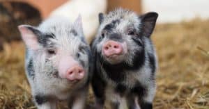 Pig Animal Facts - Sus scrofa domesticus - A-Z Animals