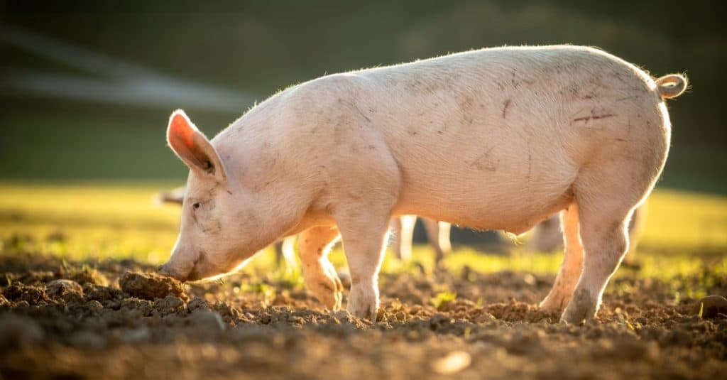 Pig Animal Facts - Sus scrofa domesticus - A-Z Animals