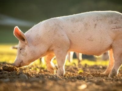 Pig Animal Facts | Sus scrofa scrofa | AZ Animals