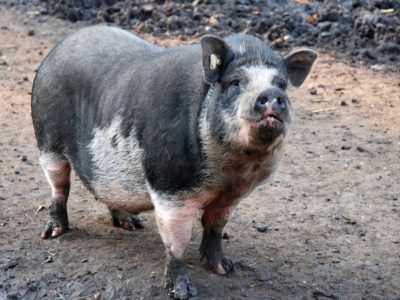 Pig Animal Facts | Sus scrofa scrofa | AZ Animals