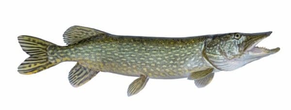 Pike Fish Facts - Esox spp. - A-Z Animals