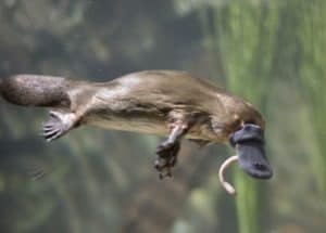 Check Out the Venomous Defense Mechanism of the Male Platypus - A-Z Animals