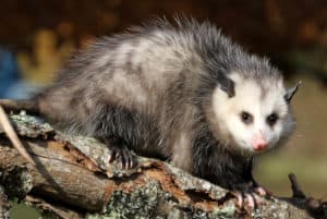 Possum Animal Facts - Diprotodontia - A-Z Animals