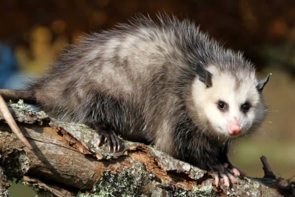 Possum Animal Facts | Phalangeriforme - AZ Animals