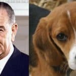 Presidential Dogs: A Guide to the First Dogs of the U.S. - A-Z Animals ...