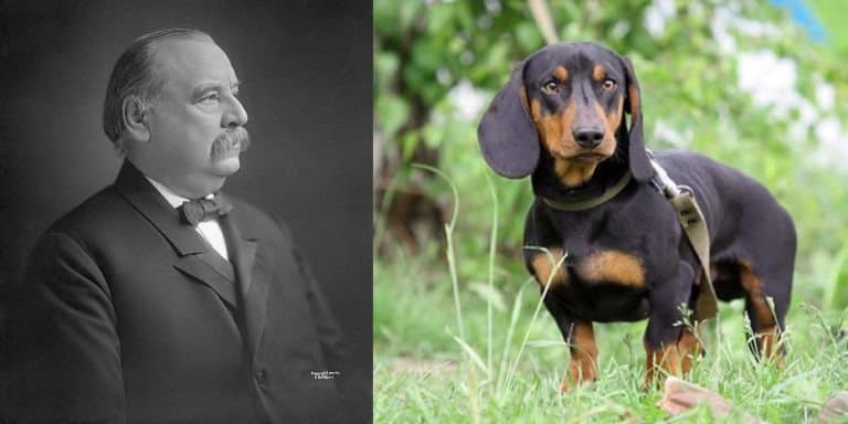First Dogs: Educational Guide to U.S. Presidents Dogs | Presidential Pets