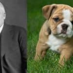 Presidential Dogs: A Guide to the First Dogs of the U.S. - A-Z Animals ...