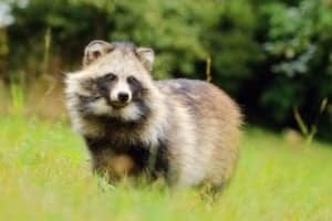 What Are Raccoon Dogs? - A-Z Animals