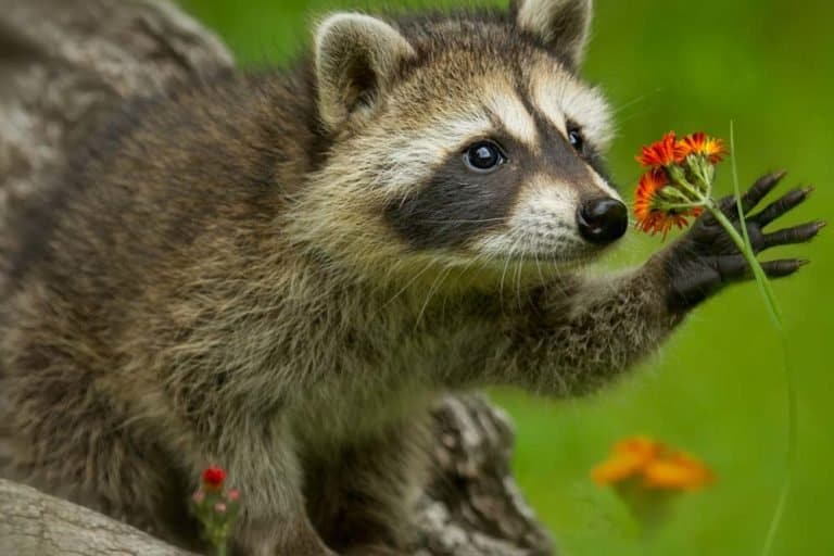 Smartest Animals on Earth: Definitive Top 10 List | AZ Animals