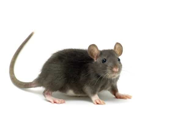 Rat Animal Pictures | A-Z Animals