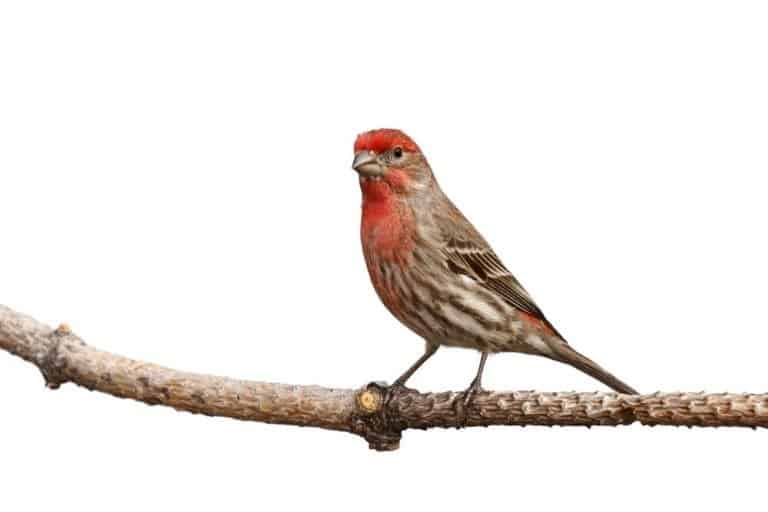 Red Finch Pictures - AZ Animals