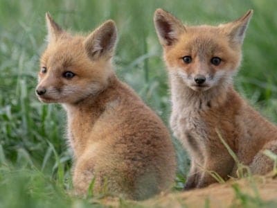 Red Fox Animal Facts | Vulpes vulpes - AZ Animals