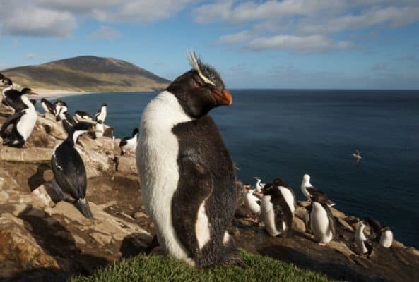 Pacific Ocean - A-Z Animals