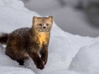 Sable Animal Facts | Martes zibellina | AZ Animals