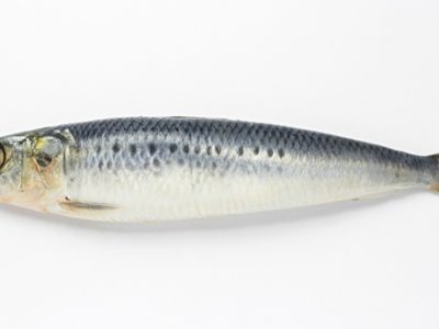 Sardines Fish Facts | AZ Animals