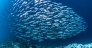 Sardines Fish Facts - A-Z Animals