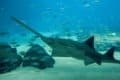 Sawfish vs. Swordfish: 7 Key Differences Between These Fish - A-Z Animals
