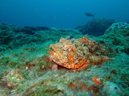 Scorpion Fish Facts - A-Z Animals