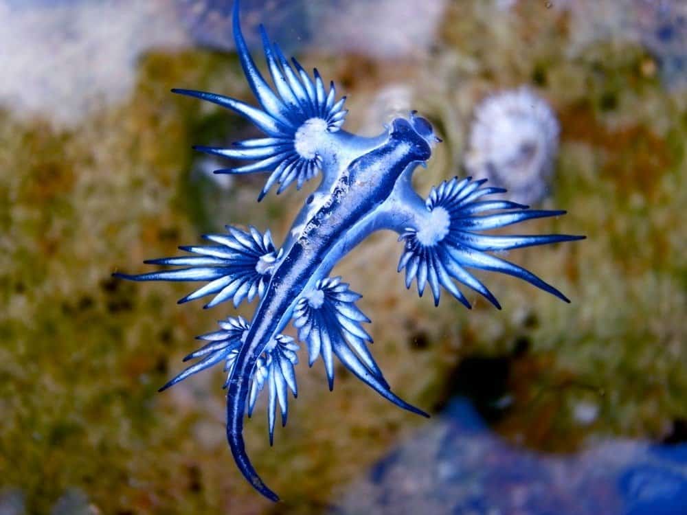 Blue Dragon Sea Slug Animal Facts Glaucus Atlanticus A Z Animals Blue Dragon Sea Slug Animal Facts Glaucus Atlanticus A Z Animals