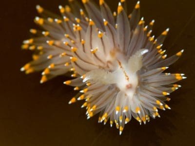 Sea Slug Fish Facts | Nudibranchia | AZ Animals