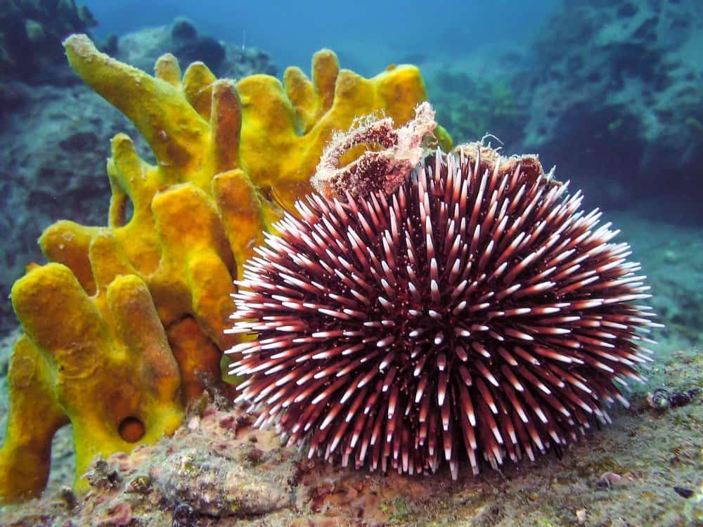 Echinoderm A Z Animals