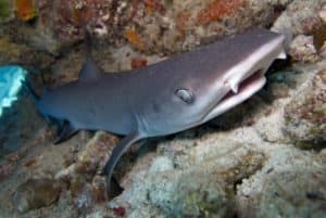 Shark Animal Facts - Selachimorpha - A-Z Animals