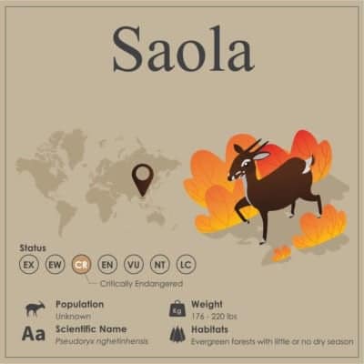 Saola Animal Facts - Pseudoryx nghetinhensis - A-Z Animals