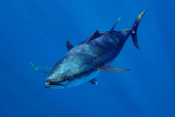 These Are the Fastest Fish Swimming in the Ocean Today - A-Z Animals ...