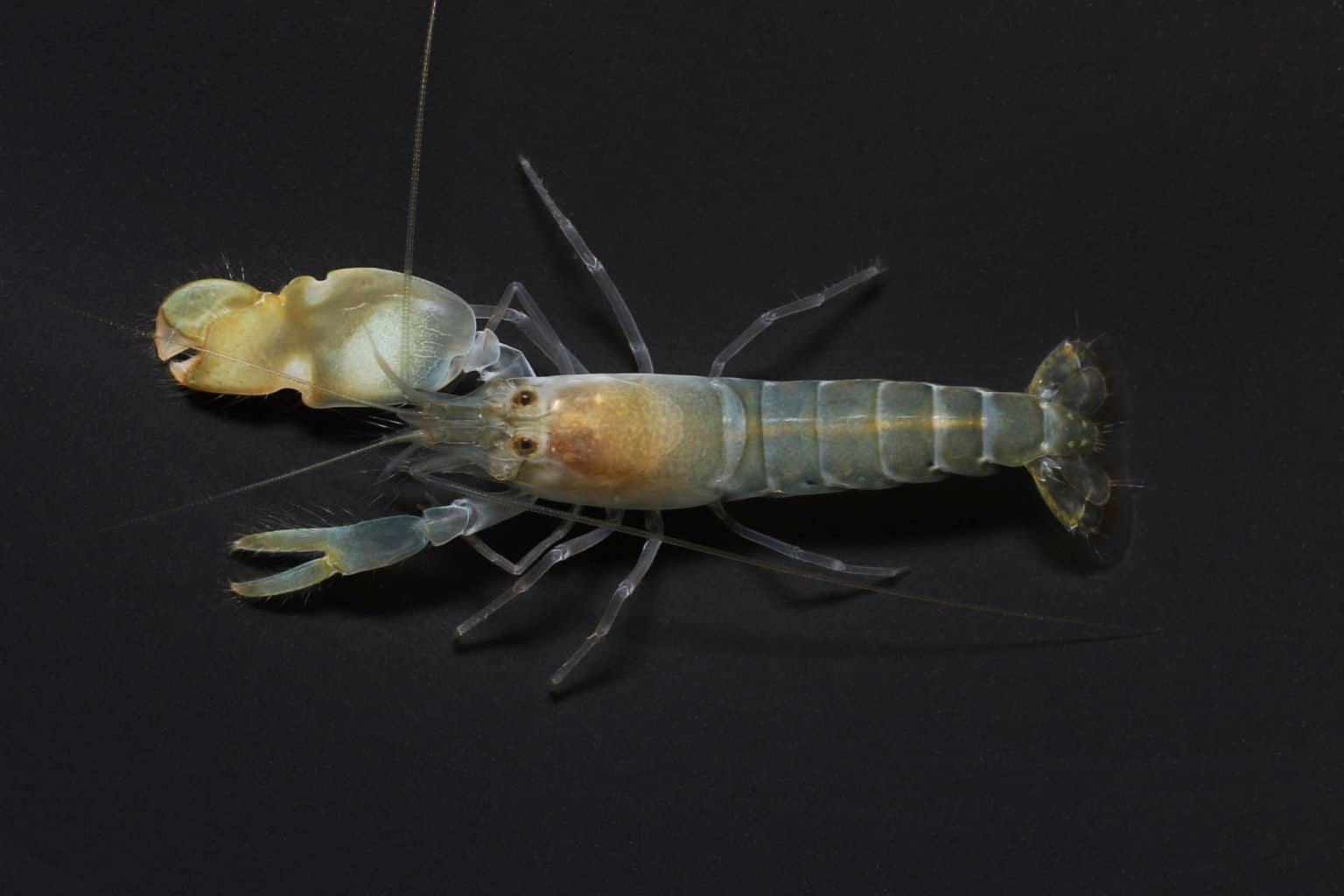 Pistol Shrimp vs. Mantis Shrimp: What Are the Differences? - A-Z Animals