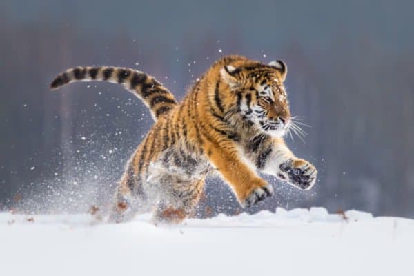 Animals that Start with S - Listed With Pictures, Facts - A-Z Animals