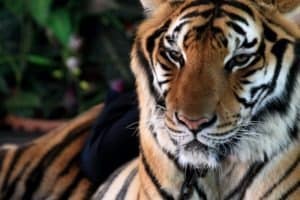 South China Tiger Animal Facts - Panthera tigris amoyensis - A-Z Animals