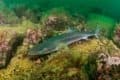 Spiny Dogfish Animal Facts - Squalus acanthias - A-Z Animals