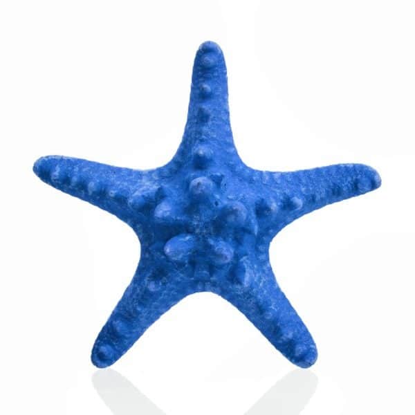 Starfish Animal Facts - Asteroidea - A-Z Animals