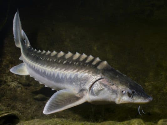 Sturgeon Fish Facts - A-Z Animals