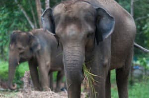 Sumatran Elephant Animal Facts - Elephas Maximus Sumatranus - A-Z Animals
