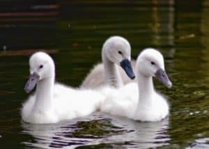 Swan Animal Facts - Cygnus - A-Z Animals