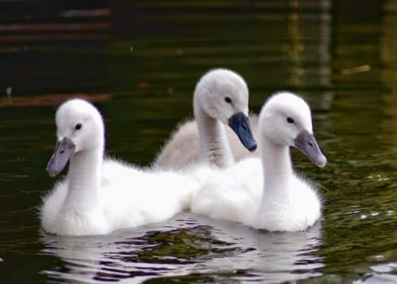 Swan Animal Facts - Cygnus - A-Z Animals
