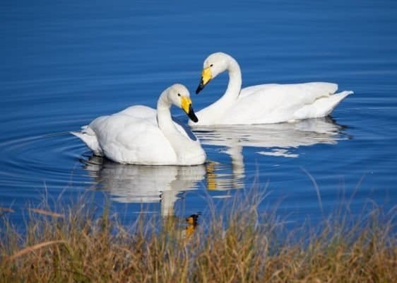 Swan Bird Facts - Cygnus atratus - A-Z Animals
