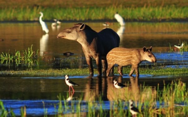 Tapir Animal Pictures | A-Z Animals