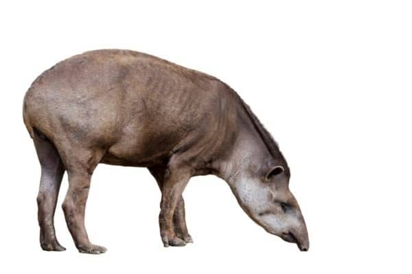 Tapir Animal Facts - Tapiridae - A-Z Animals