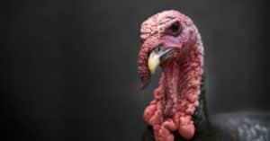 Turkey Animal Facts - Meleagris gallopavo - A-Z Animals