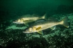 Walleye Fish Animal Facts - Sander vitreus - A-Z Animals
