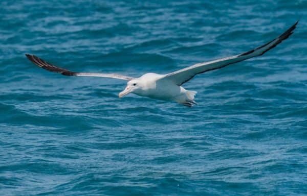 These Mice are Eating Seabirds Alive, and Here's What's Being Done ...