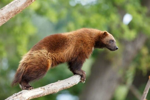Wolverine Animal Facts - Gulo gulo - A-Z Animals