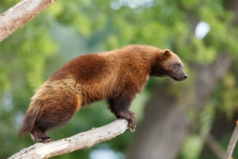 Wolverine Animal Facts - Gulo gulo - A-Z Animals