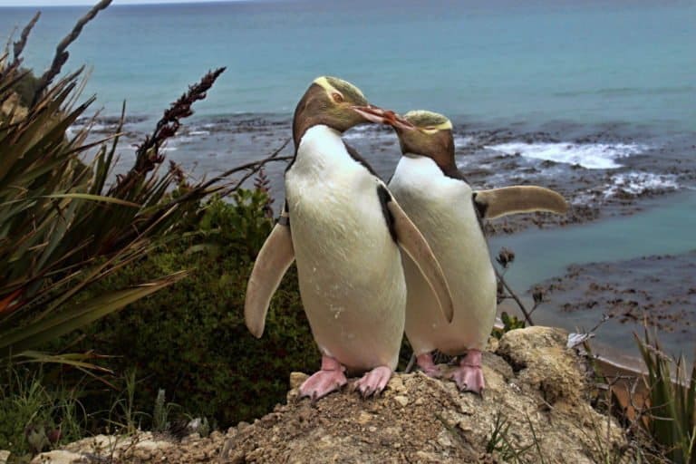 Animals that Start with Y - Listed With Pictures, Facts - A-Z Animals